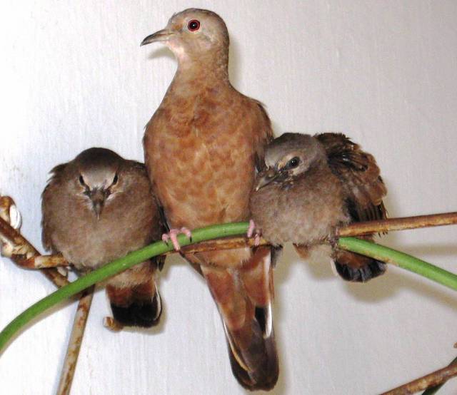 rolinha-roxa (Columbina talpacoti) | WikiAves - A Enciclopédia das Aves ...