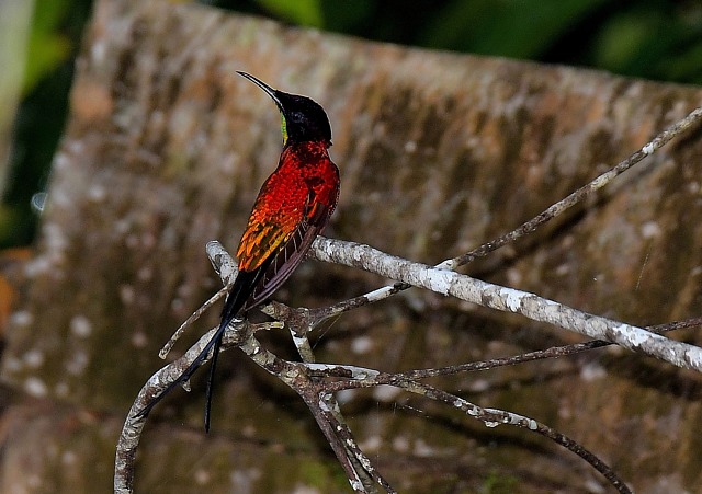 Foto topázio-de-fogo (Topaza pyra) Por Stephen Jones | Wiki Aves - A ...