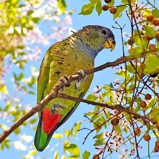 maitaca-verde (Pionus maximiliani) | WikiAves - A Enciclopédia das Aves ...