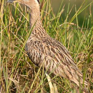 téu-téu-da-savana (Burhinus bistriatus) | WikiAves - A Enciclopédia das ...