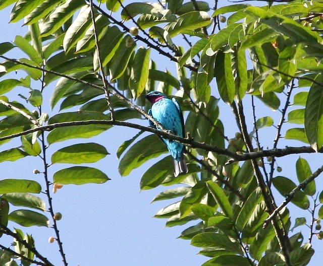 Foto anambé-azul (Cotinga cayana) Por Cárin Duarte | Wiki Aves - A ...
