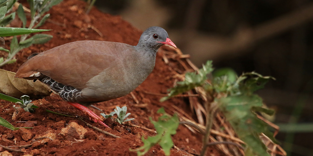 Foto inhambu-chororó (Crypturellus parvirostris) Por Maurício Poletti ...