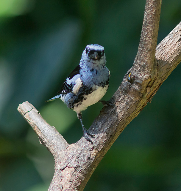 Foto cambada-de-chaves (Tangara brasiliensis) Por Cal Martins | Wiki ...