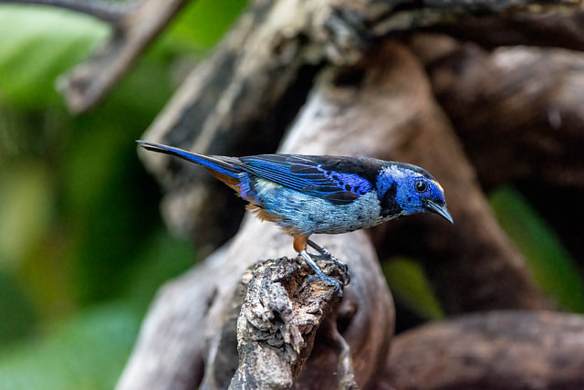 Foto saíra-pérola (Tangara cyanomelas) Por Nick Hunt 2 | Wiki Aves - A ...