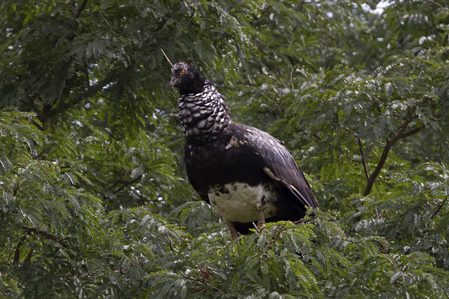 Foto anhuma (Anhima cornuta) Por Justiniano Magnago | Wiki Aves - A ...