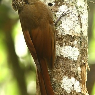 arapaçu-rabudo (Deconychura longicauda) | WikiAves - A Enciclopédia das ...