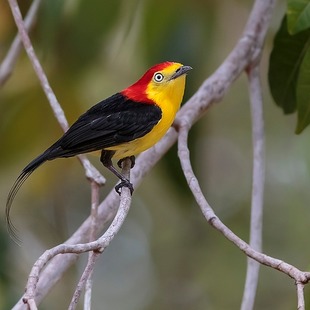 rabo-de-arame (Pipra filicauda) | WikiAves - A Enciclopédia das Aves do ...