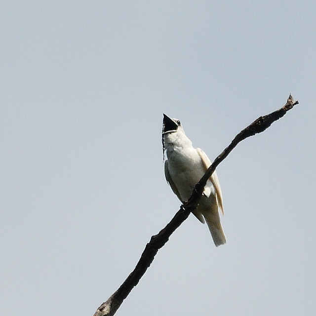 Foto araponga-da-amazônia (Procnias albus) Por Joao Vale | Wiki Aves ...