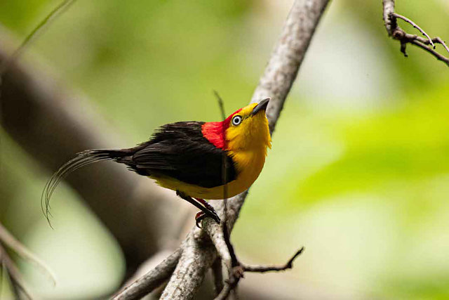 Foto rabo-de-arame (Pipra filicauda) Por Norton Lages | Wiki Aves - A ...