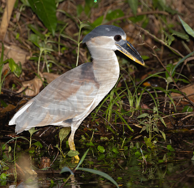 Foto arapapá (Cochlearius cochlearius) Por Eduardo Borges | Wiki Aves ...