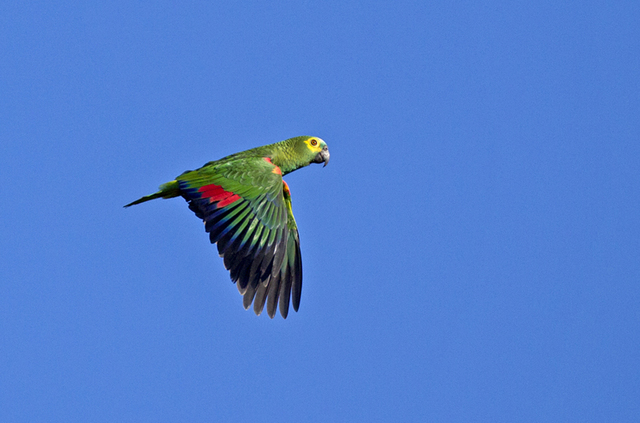 Foto papagaio-verdadeiro (Amazona aestiva) Por Ciro Albano | Wiki Aves ...