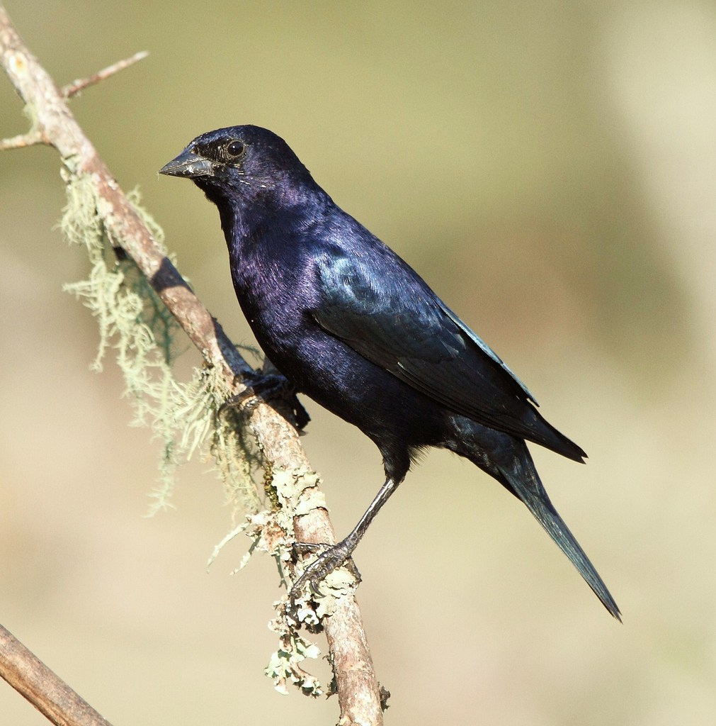 Foto chupim (Molothrus bonariensis) Por José Branco | Wiki Aves - A ...