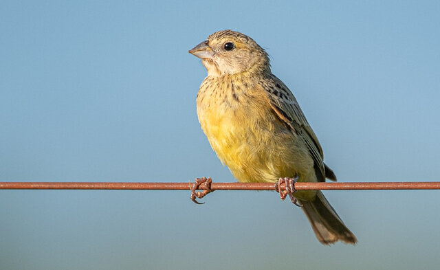 Foto tipio (Sicalis luteola) Por José Pireni | Wiki Aves - A ...