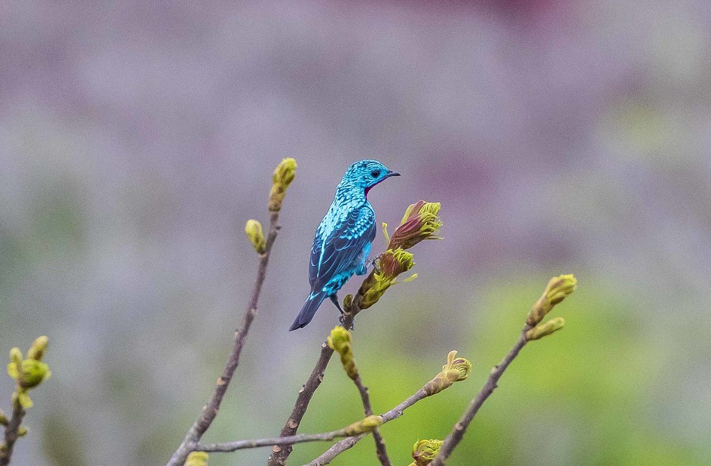 Foto anambé-azul (Cotinga cayana) Por Adilson Marques | Wiki Aves - A ...