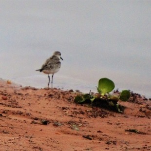 Calidris sp. (Calidris sp.) | WikiAves - A Enciclopédia das Aves do Brasil