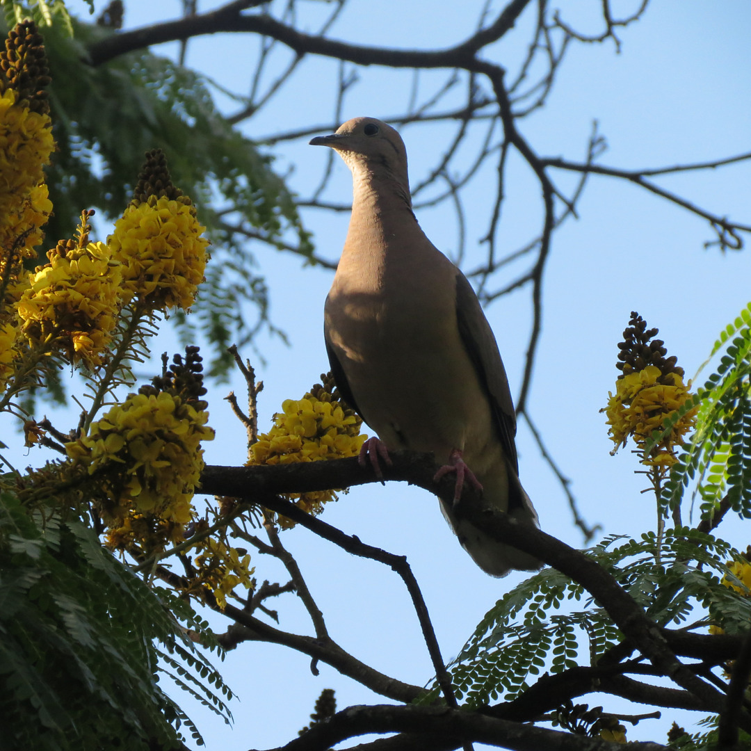 Foto avoante (Zenaida auriculata) Por Antonio Donizeti da Cruz | Wiki ...