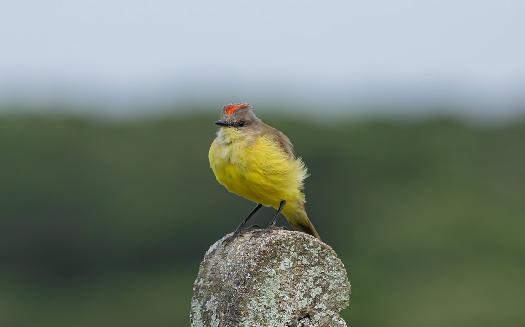 Foto suiriri-cavaleiro (Machetornis rixosa) Por Bernardo Jacob | Wiki ...