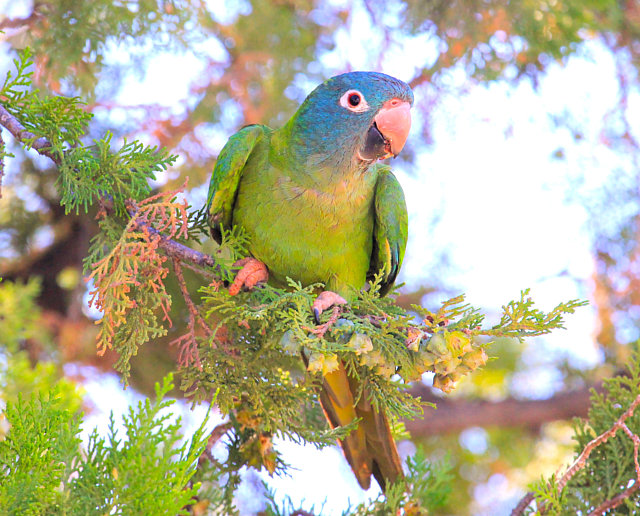 Foto aratinga-de-testa-azul (Thectocercus acuticaudatus) Por Guia ...