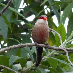 Estrildidae | WikiAves - A Enciclopédia das Aves do Brasil
