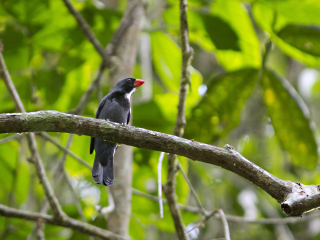 Foto bico-encarnado (Saltator grossus) Por Marcia Tavares | Wiki Aves ...