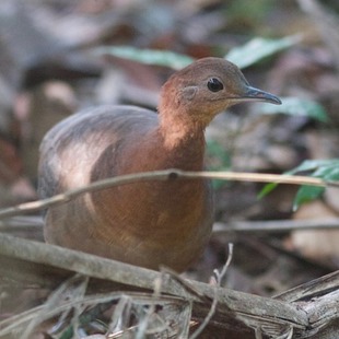 inhambu-de-pé-cinza (Crypturellus duidae) | WikiAves - A Enciclopédia ...