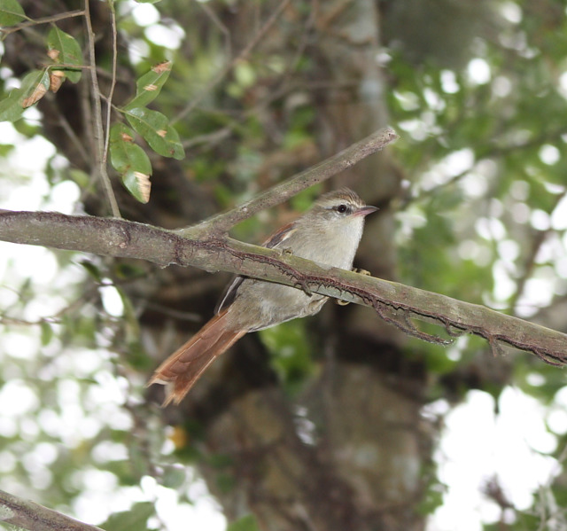 Foto Cranioleuca sp. (Cranioleuca sp.) Por Ives Vergara | Wiki Aves - A ...