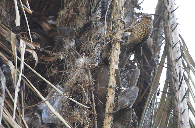 Foto catatau (Campylorhynchus turdinus) Por Ernesto Trondle | Wiki Aves ...