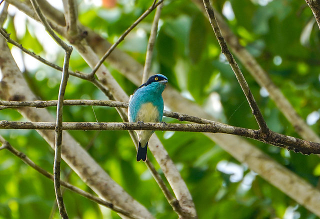 Foto saí-de-máscara-preta (Dacnis lineata) Por Christopher Borges ...