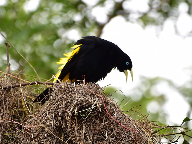Foto xexéu (Cacicus cela) Por Julio-volpato | Wiki Aves - A ...