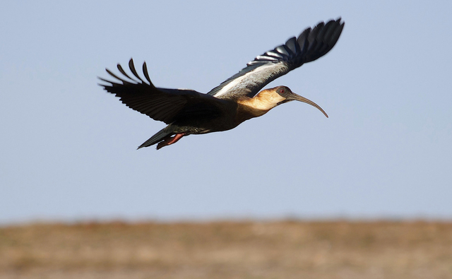 Foto curicaca (Theristicus caudatus) Por Ualisson Eduardo Gesuelli ...