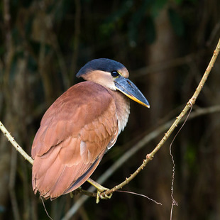 arapapá (Cochlearius cochlearius) | WikiAves - A Enciclopédia das Aves ...