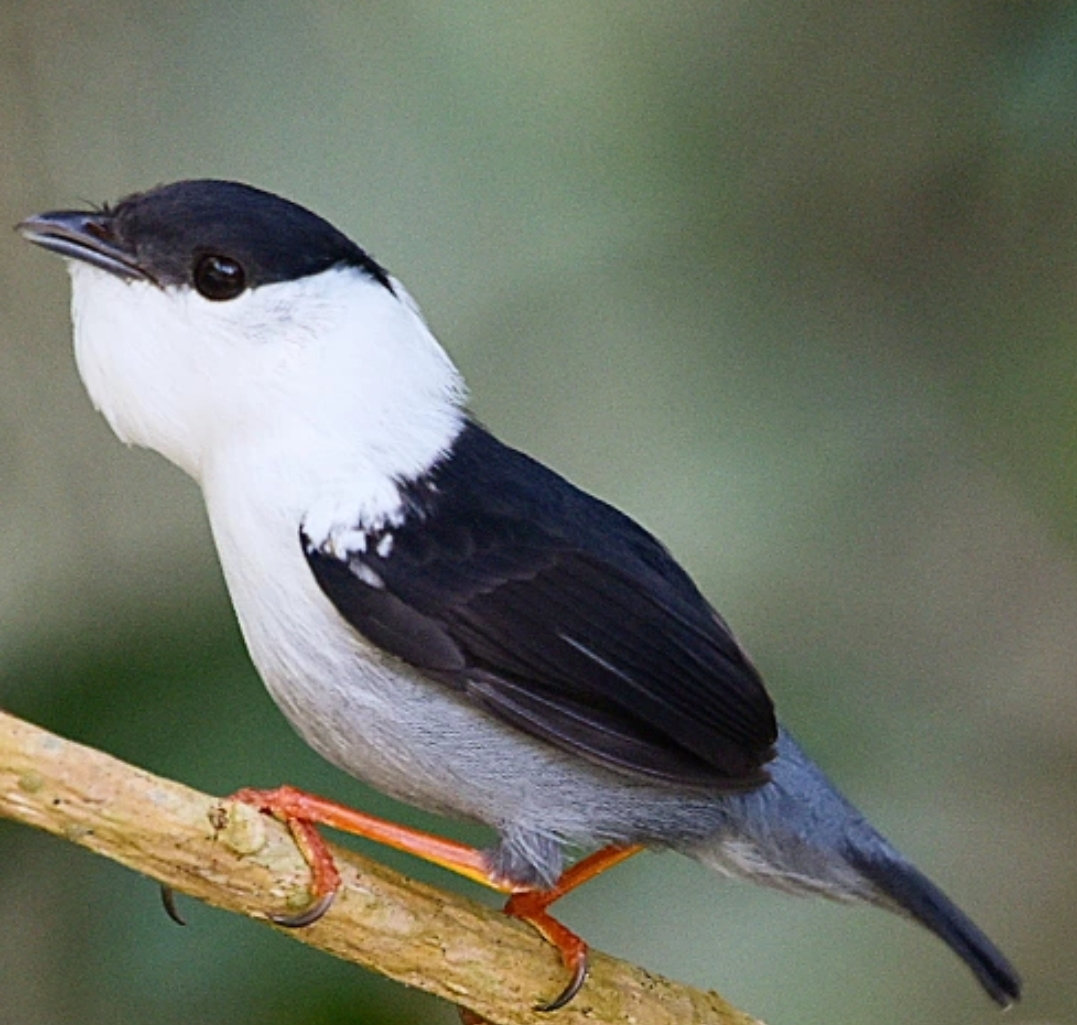 Foto rendeira (Manacus manacus) Por Jorge P Souza | Wiki Aves - A ...