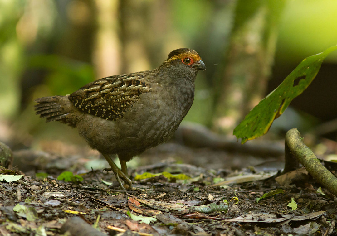 Foto uru (Odontophorus capueira) Por Paulo Couto | Wiki Aves - A ...