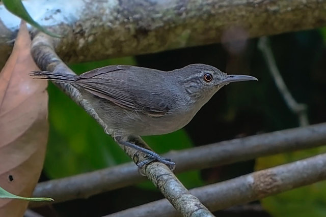 Foto garrincha-cinza (Cantorchilus griseus) Por Marco Guedes | Wiki ...