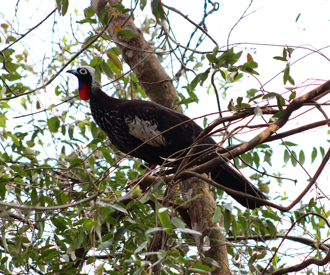 Foto jacutinga (Aburria jacutinga) Por Guia Fabrício Vilela | Wiki Aves ...