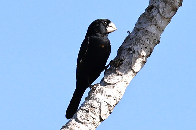 Foto bicudo (Sporophila maximiliani) Por Sonia Maria de Souza | Wiki ...