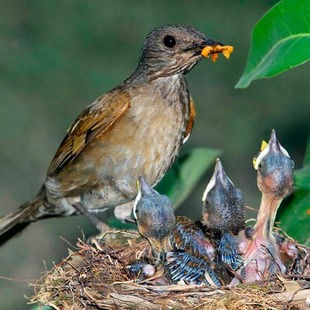 sabiá-barranco (Turdus leucomelas) | WikiAves - A Enciclopédia das Aves ...