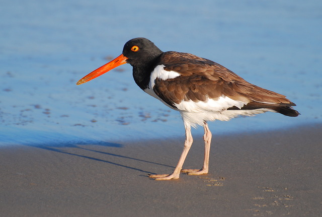Foto piru-piru (Haematopus palliatus) Por Paulo Fenalti | Wiki Aves - A ...