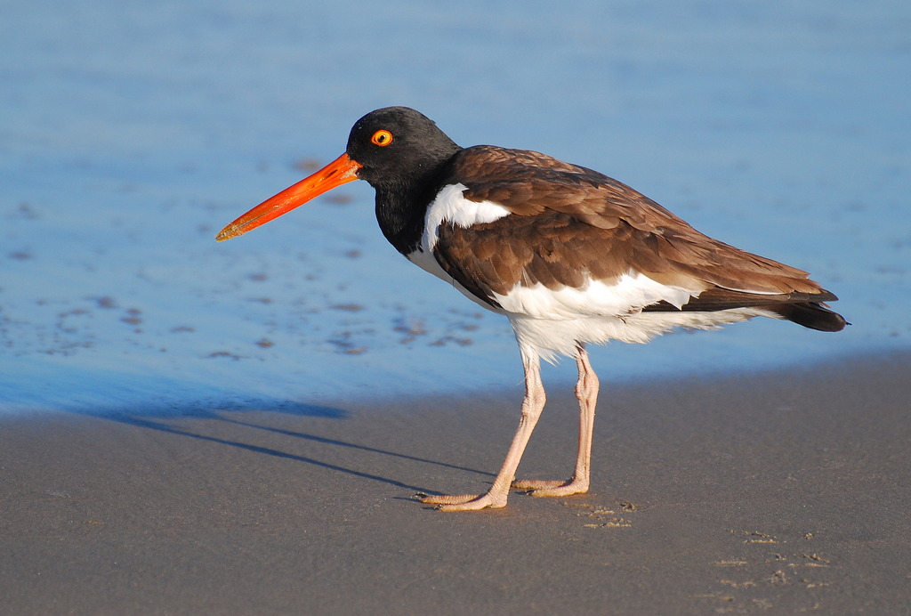 Foto piru-piru (Haematopus palliatus) Por Paulo Fenalti | Wiki Aves - A ...