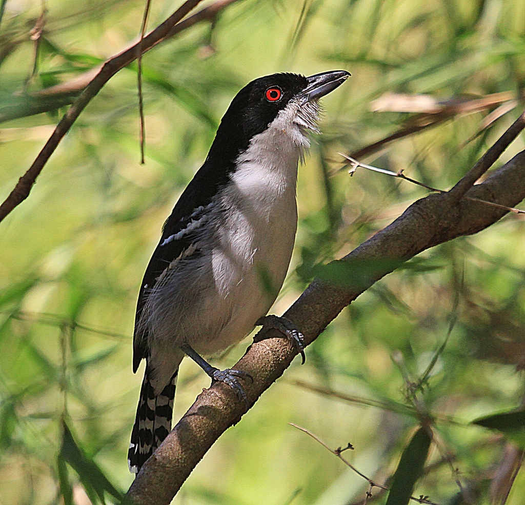 Foto choró-boi (Taraba major) Por Lindolfo Souto | Wiki Aves - A ...