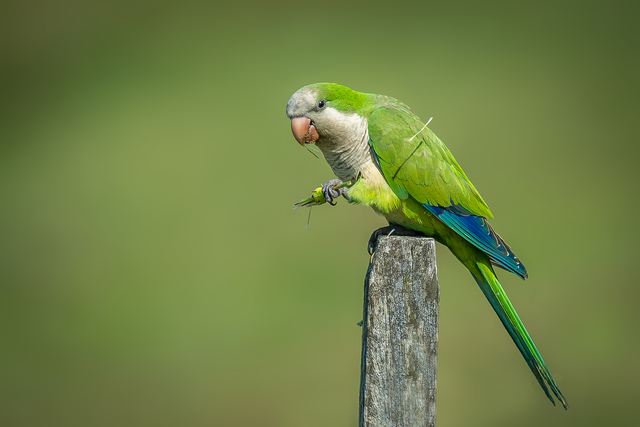 caturrita (Myiopsitta monachus) | WikiAves - A Enciclopédia das Aves do ...