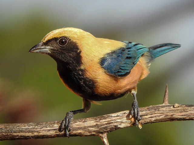 saíra-amarela (Tangara cayana) | WikiAves - A Enciclopédia das Aves do ...