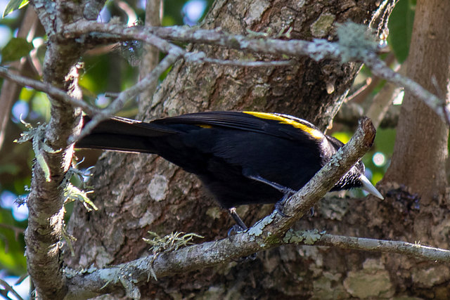 Foto tecelão (Cacicus chrysopterus) Por Hamilton Ludtke de Moraes ...