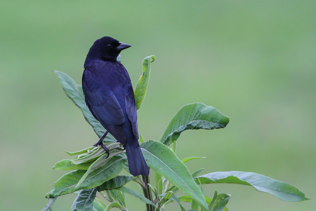 Foto chupim (Molothrus bonariensis) Por Sérgio Messias | Wiki Aves - A ...