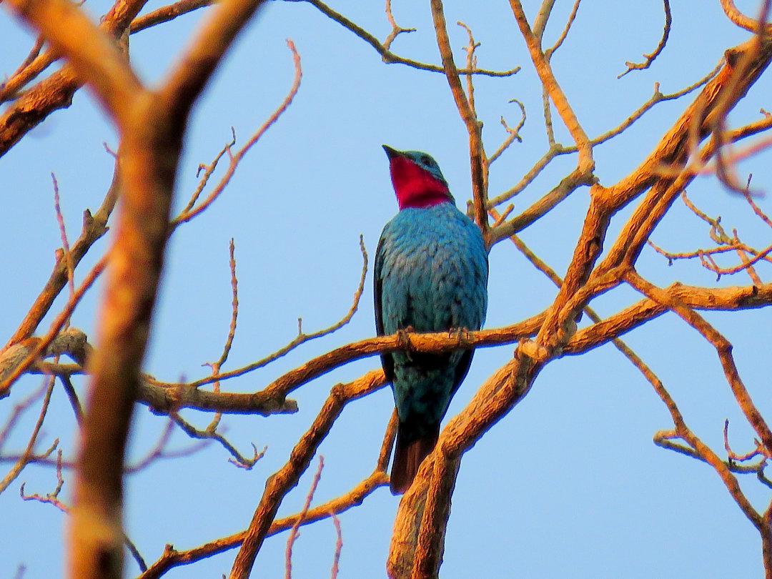 Foto anambé-azul (Cotinga cayana) Por Kenny Uéslei | Wiki Aves - A ...