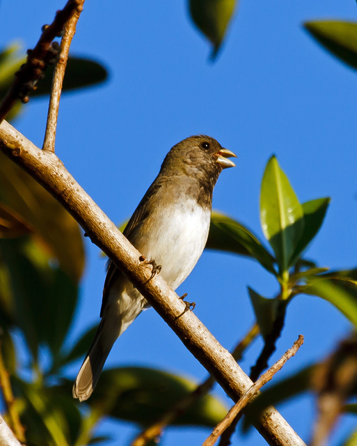 Foto papa-capim-de-costas-cinza (Sporophila ardesiaca) Por Richard ...