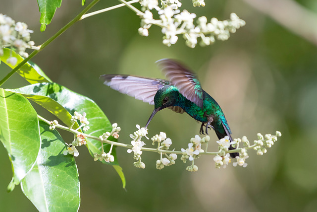 Foto beija-flor-de-garganta-azul (Chlorestes notata) Por Marcelo Maux ...