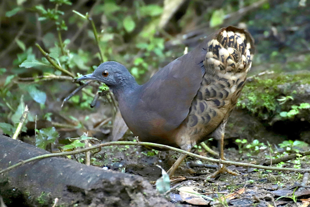 Foto inhambuguaçu (Crypturellus obsoletus) Por Sandra Rebello | Wiki ...