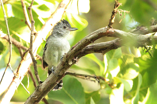 Foto choca-do-planalto (Thamnophilus pelzelni) Por Marco Costa | Wiki ...