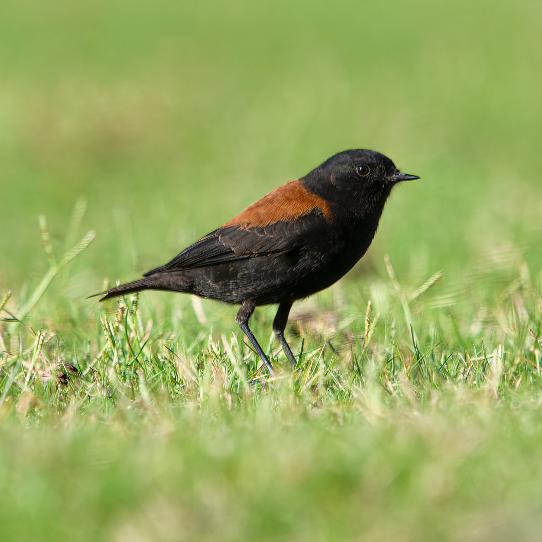 Foto colegial (Lessonia rufa) Por Fabyano Costa | Wiki Aves - A ...